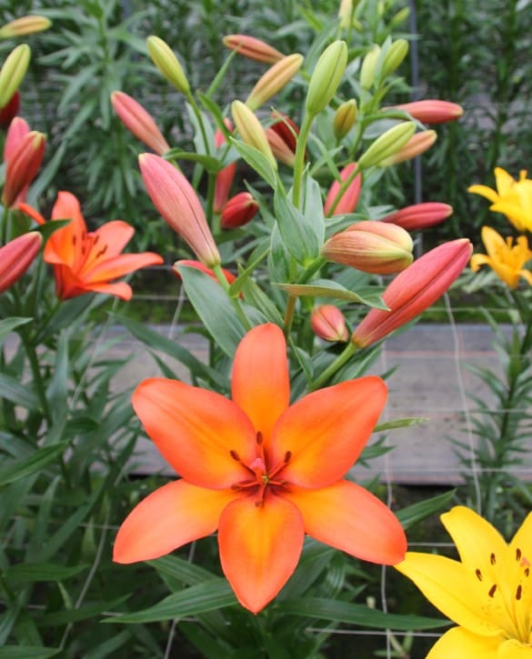 Amateras | Onings Holland Flowerbulbs