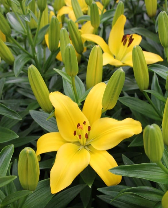 Classic Joy | Onings Holland Flowerbulbs