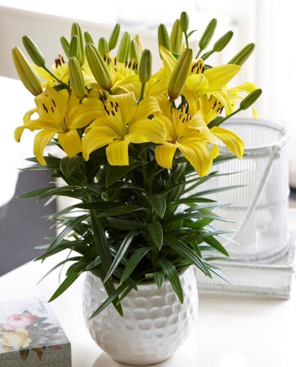 Classic Joy | Onings Holland Flowerbulbs