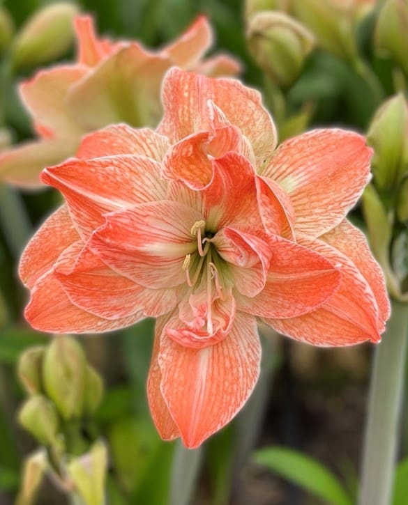 Lovely Nymph | Onings Holland Flowerbulbs