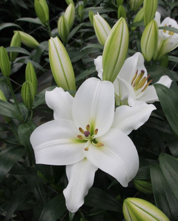 Le Pristine | Onings Holland Flowerbulbs