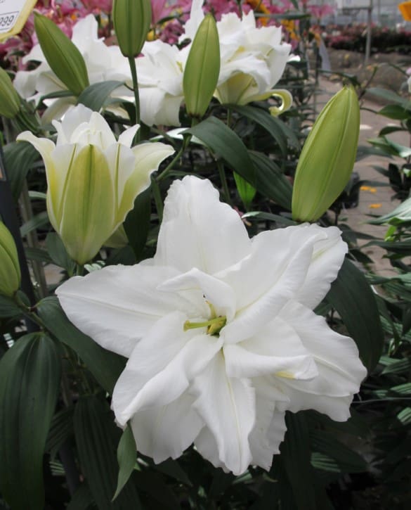 Snow World | Onings Holland Flowerbulbs