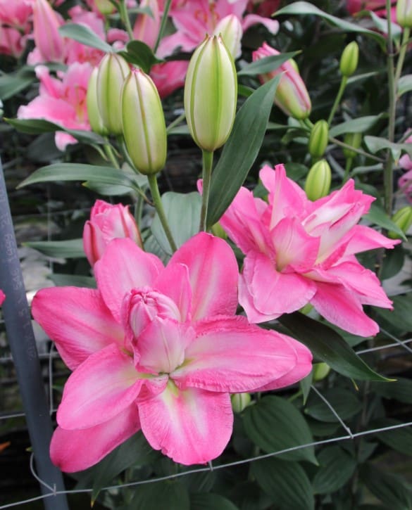 Visione | Onings Holland Flowerbulbs